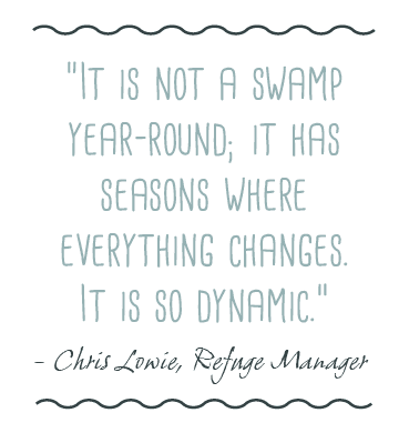 Disappearing into the Swamp | Outer Banks Coastal Life