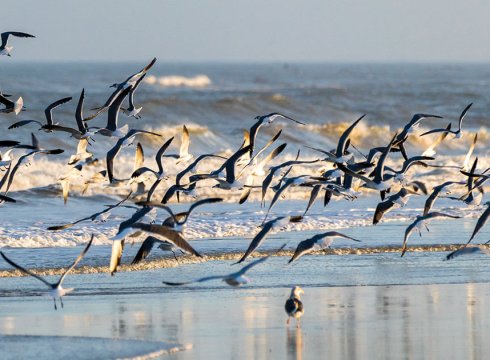 Outer Banks Coastal Life 🏝️ From The Edge OBX Lifestyle Magazine